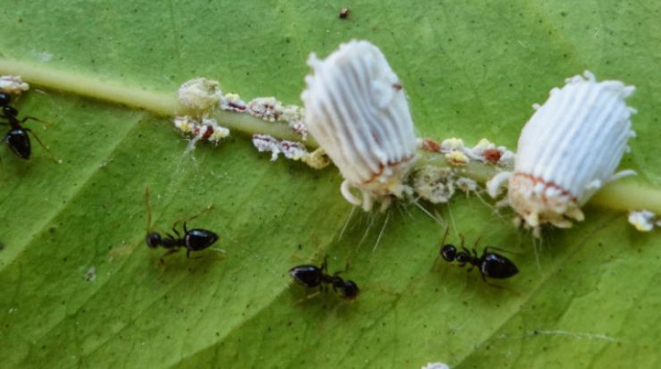 Cocciniglia: come sbarazzarsene in maniera definitiva