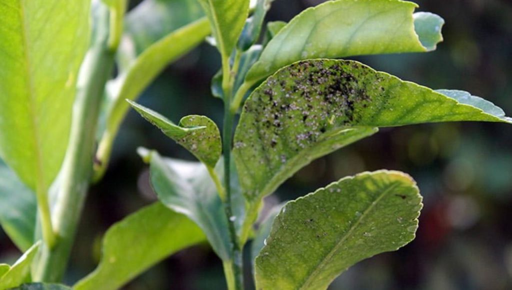 Cocciniglia: come sbarazzarsene in maniera definitiva