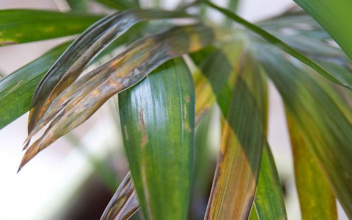 Come curare la Kenzia: dalla coltivazione all'innaffiatura