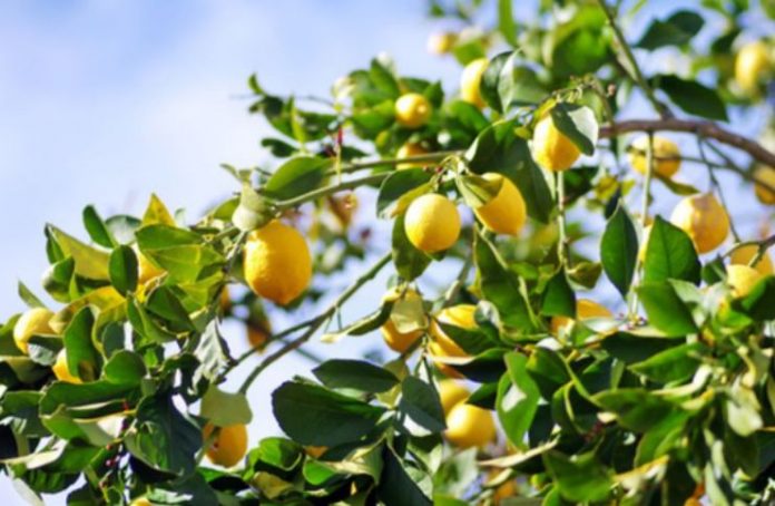 Pianta di limone: consigli utili su come ottenere ricchi raccolti
