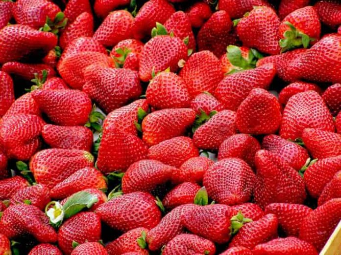 Fragole: le varie tipologie e come riconoscerle, cosa bisogna sapere