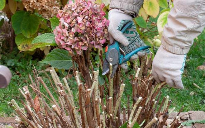 Come potare le ortensie: tutti i consigli più utili per fiori stupendi Come potare le ortensie: tutti i consigli più utili per fiori stupendi