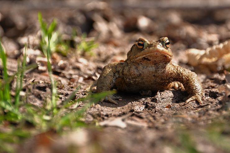 Rospo in giardino: i vantaggi e gli svantaggi di avere un ospite