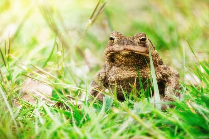 Rospo in giardino: i vantaggi e gli svantaggi di avere un ospite