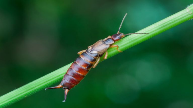 Insetti forbice: cosa sono e come combatterli efficacemente