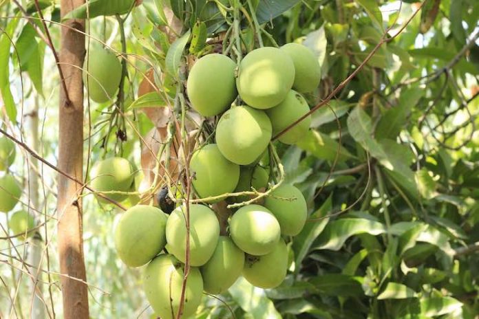 Come ottenere dal seme del mango la pianta