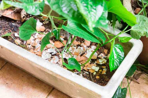 Come usare i gusci d'uovo: 5 segreti per l'orto ed il giardino Come usare i gusci d'uovo: 5 segreti per l'orto ed il giardino