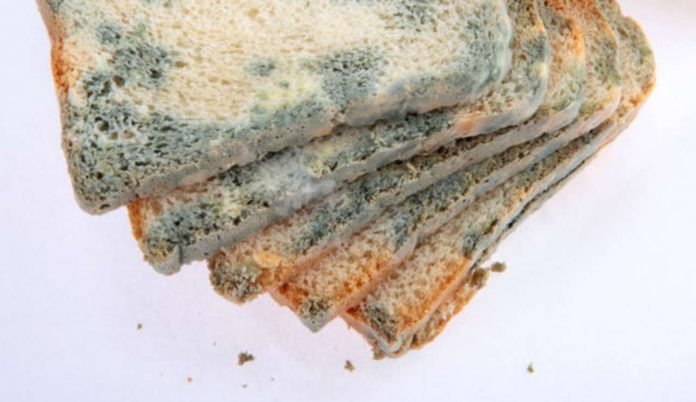 Come evitare che si formi la muffa del pane: alcuni consigli utili