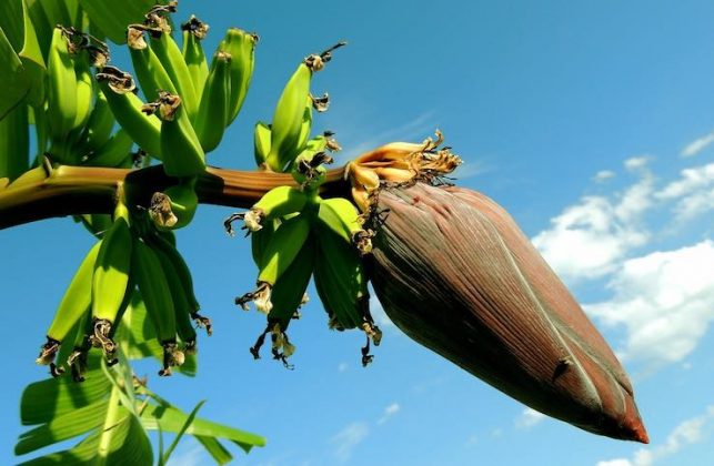 Le banane, dai semi alla pianta: ecco come ottenerla