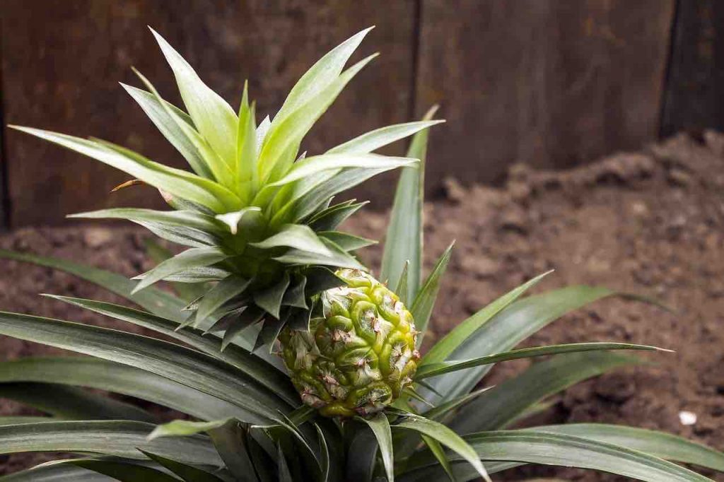 Ananas: come ottenere la pianta dal frutto in modo semplice e veloce