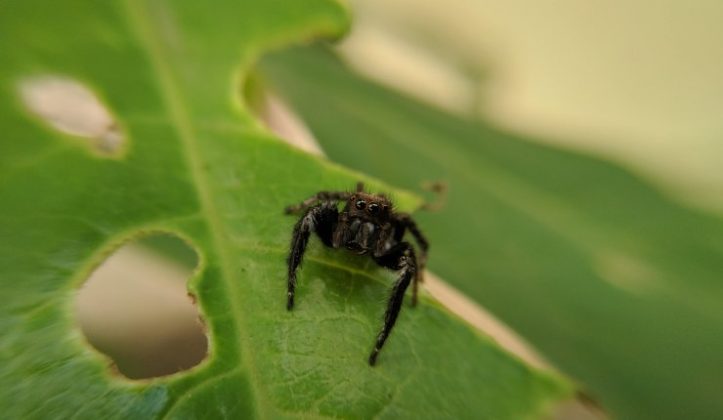 Come sbarazzarsi degli insetti che mangiano le foglie: i rimedi naturali