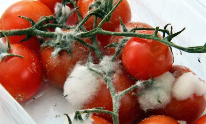 Cibo con muffa: come eliminarla e quali alimenti si possono mangiare