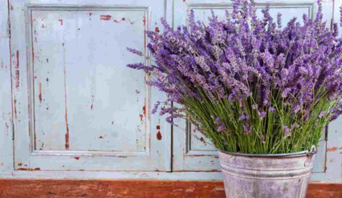 Come coltivare la lavanda in casa: è davvero semplicissimo