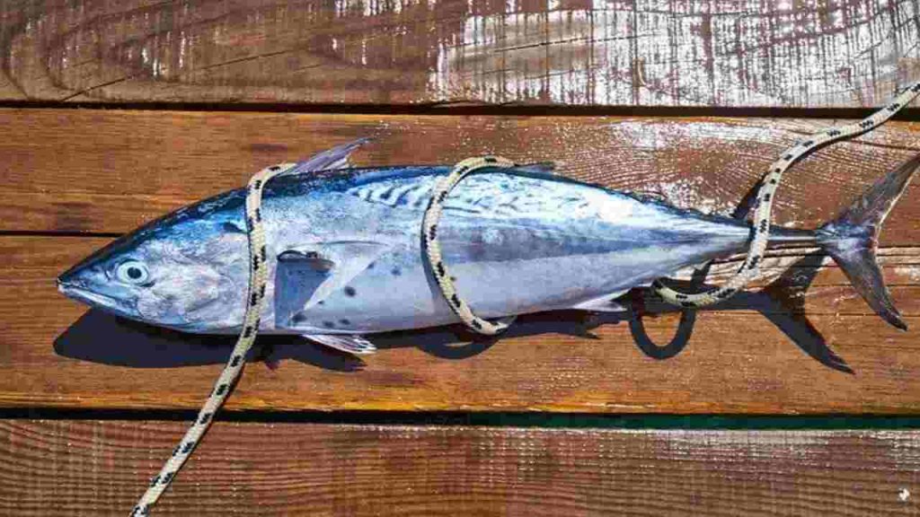 Lattume di tonno: ecco di cosa si tratta e dove trovarlo