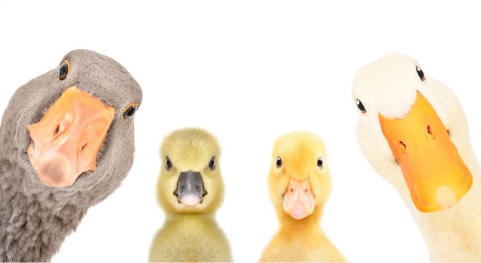 Differenza tra anatra e papera e perché parlare di Paperino