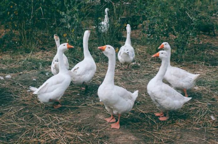 Differenza tra anatra e papera e perché parlare di Paperino