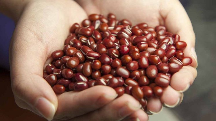 Tutti sanno che i fagioli fanno bene, ma in molti non conoscono le ...