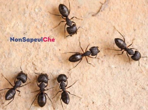 Formiche, ecco perché una loro puntura e sempre meglio evitarla ...