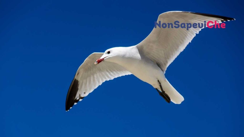 Gabbiani ecco perchè li devi tenere lontani, portatori di malattie ...